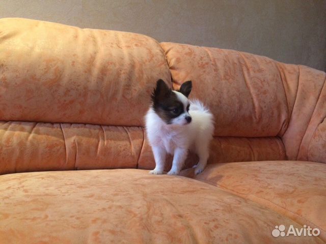 Энергичный и любвеобильный малыш породы Папийон