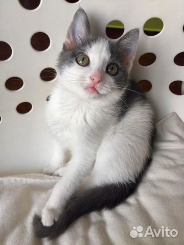 Котёнок девочка 2 месяца белая с серыми пятнышками