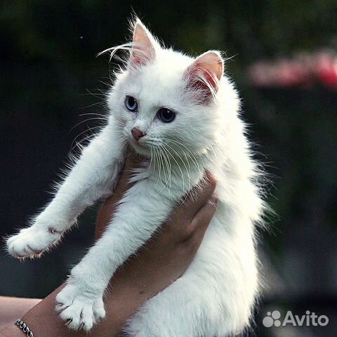 Белоснежный котёнок с сапфировыми глазами в дар