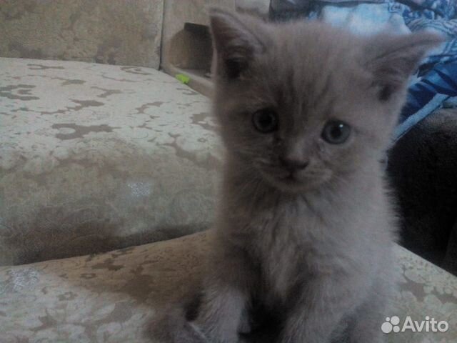 Милые, игривые котята, два мальчика и одна девочка