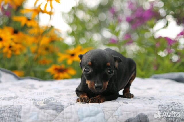 Девочка минюшечка русского тойя