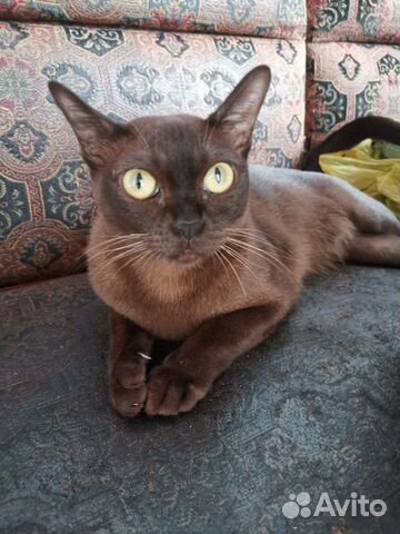 Девочка бурмы