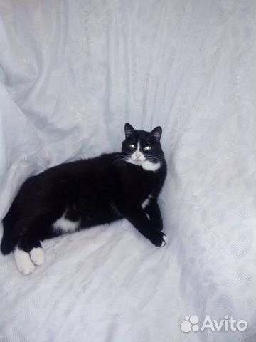 Кошечка Лила