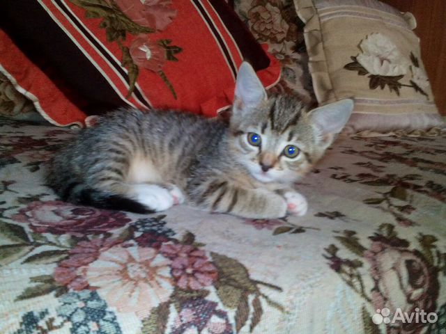 Котенок девочка