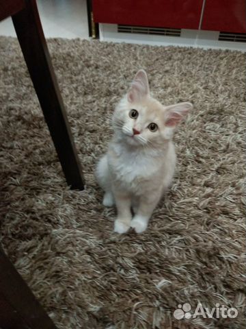 Котенок