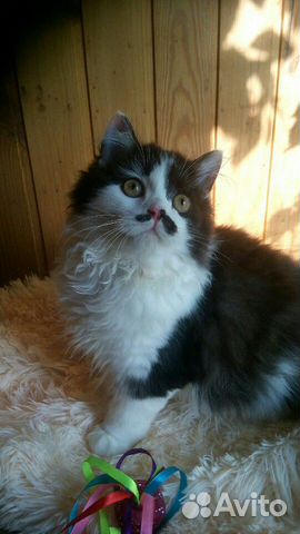 Длинношерстный британец