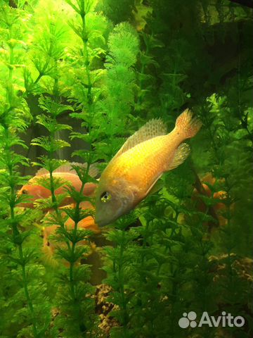 Цихлида орхидея