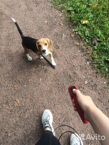 Продам щенка