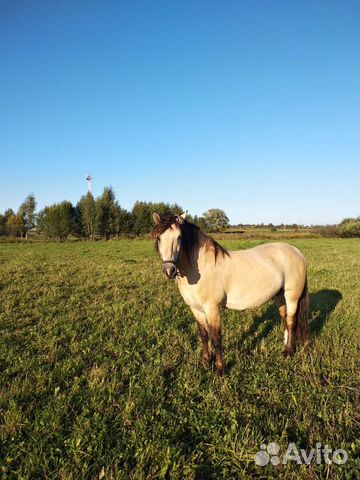 Конь Белорусская упряжная