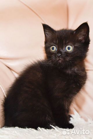 Британский котёнок