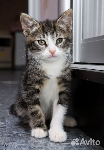 Котик 2,5 месяца,мягкий животик