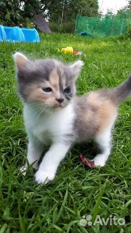 Отдаю прекрасных котят