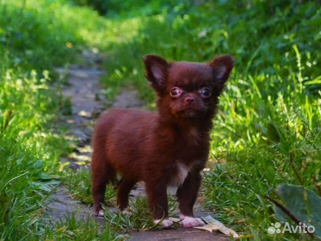 Супер курносик