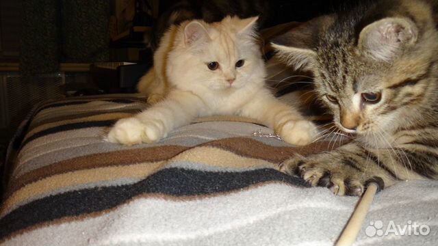 Кремовый мальчик