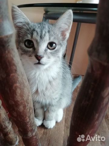 Котенок в добрые руки