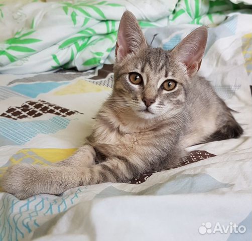 Котенок в хорошие руки