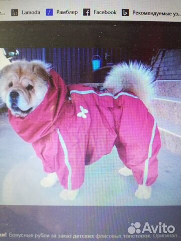 Отдам в надёжные добрые руки щенка чау чау. Ему 1