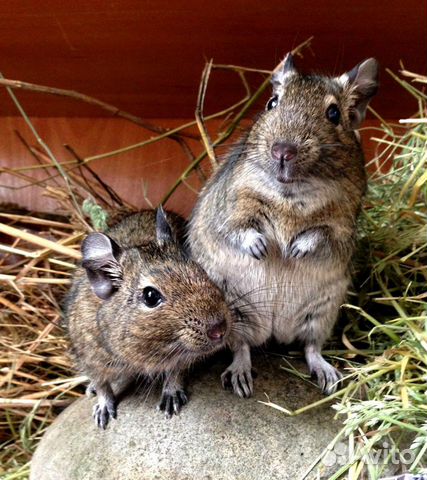 Отдам двух мальчиков дегу с клеткой