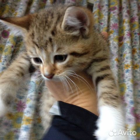 Отдадим домашних котят в добрые руки