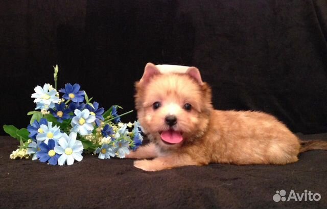 Золотой мини мальчик