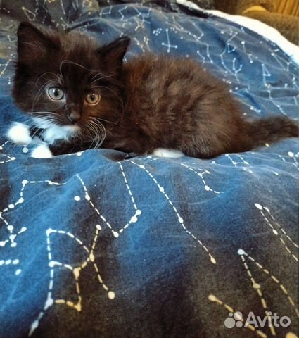 Чёрная котейка