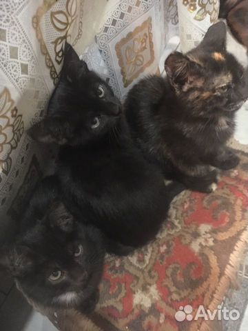 Котята