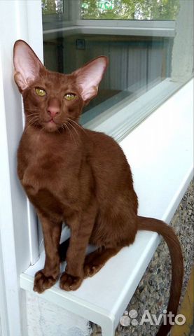 Цинно-оричка