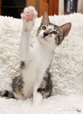 Котенок Леопольд, 4 мес, - ищет Добрый Дом