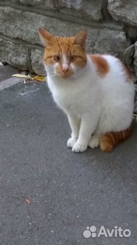 Кот Сеня мечтает о доме