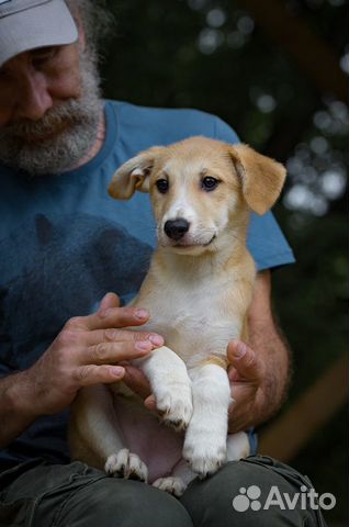 Маленькая прелестница в добрые руки