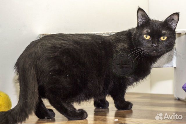 Красавец кот- брюнет ищет семью