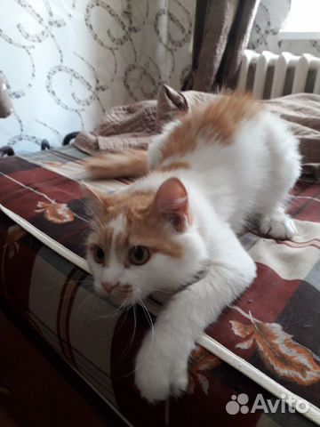 Брошенный котик ищет дом