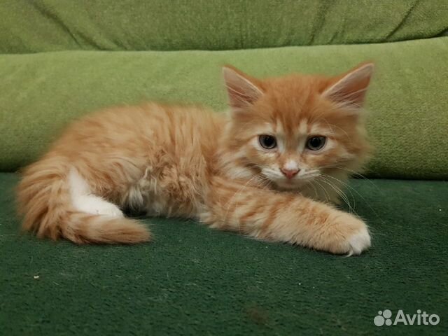 Обаятельные рыжики ищут дом