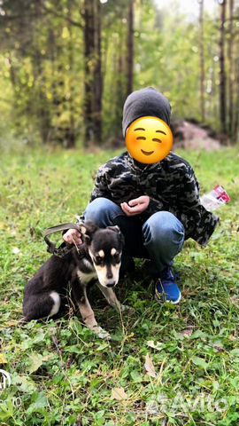 Щенки бесплатно