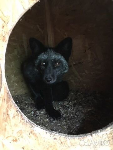 Чернобурые лисы