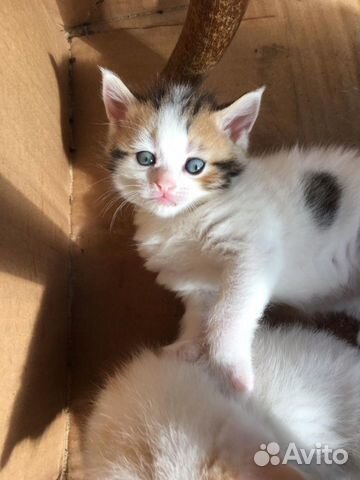 Продаю шотландскую кошечку