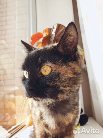 Кошка Тигра в добрые руки