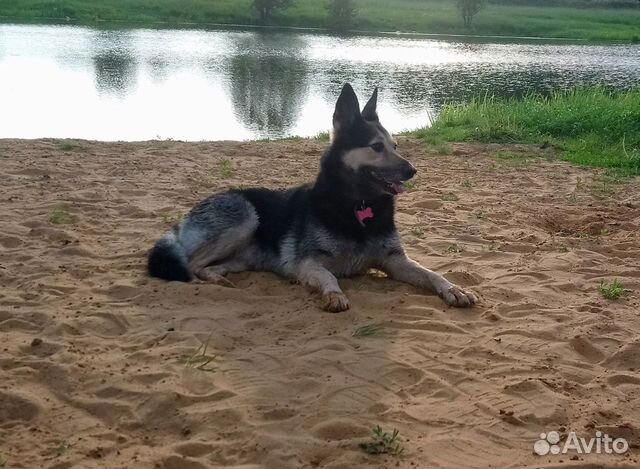 Взрослая, некрупная собака ищет любящих хозяев