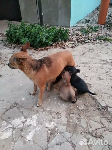 Щенки от маленькой собачки (помесь терьера),две де