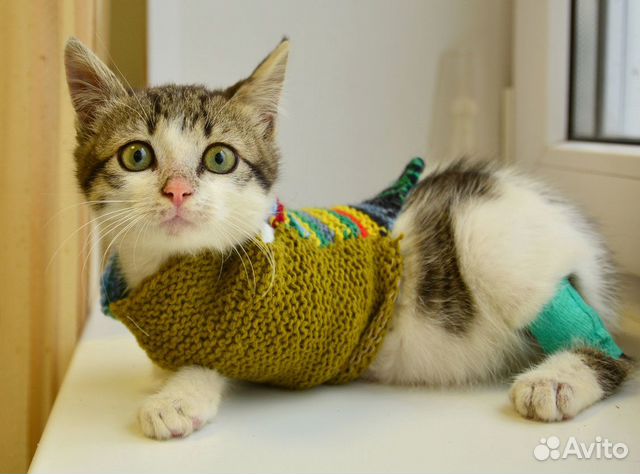 Обаятельный мальчишка Робин