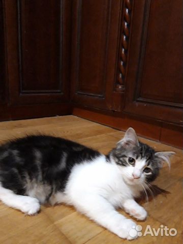 Пушистая Лапушка ищет дом