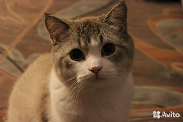 Вязка, скотиш страйт