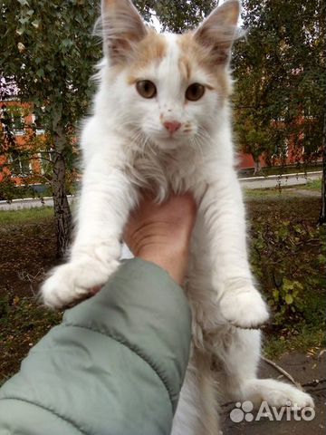 Котик подросток