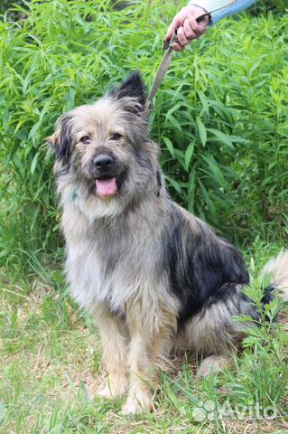 Ищу хозяина