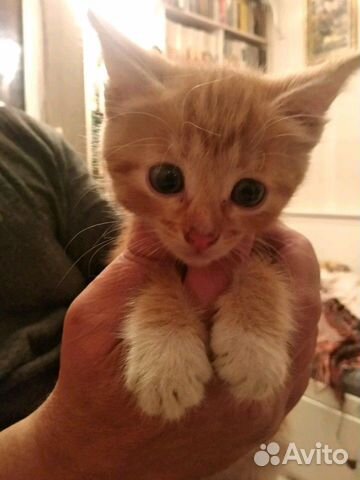 Рыжий Котенок