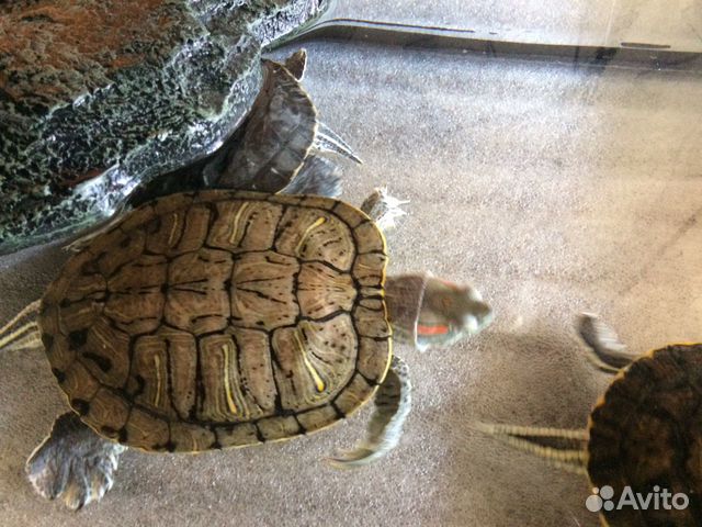 Красноухие черепахи