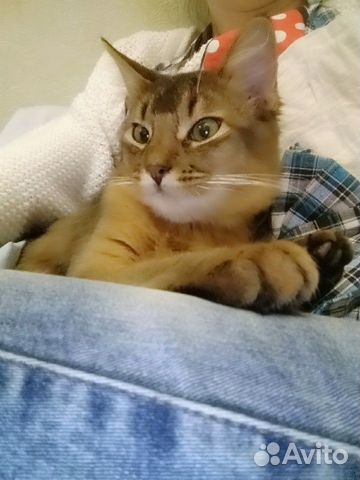 Сомалийский кот