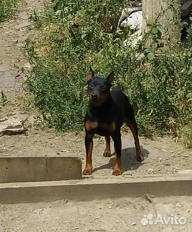 Цвергпинчера кобель