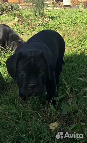 Итальянцы в России