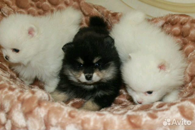Шпицы померанские мини и стандарт, мишки и лисички